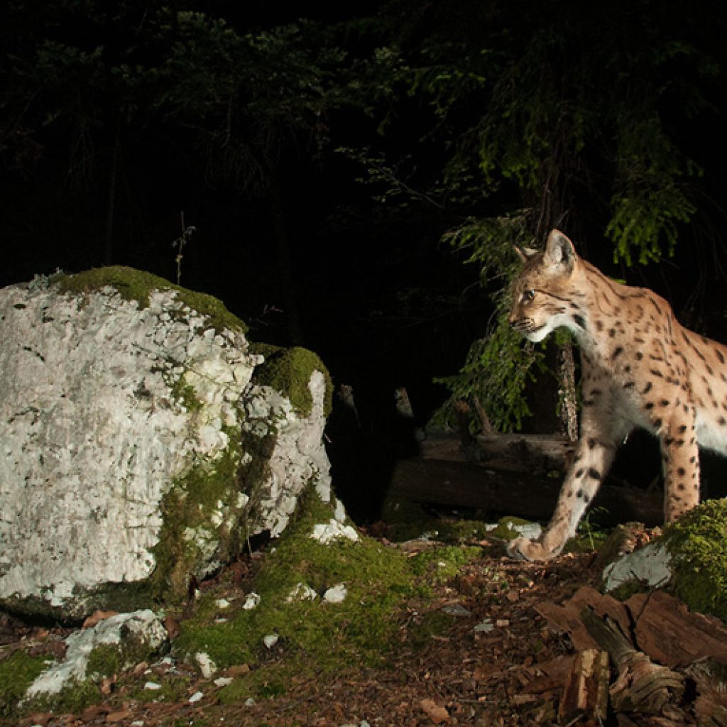 Nicolas Gosset & Sylvain Riffard - Festival Nature Ain - 2020